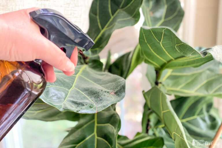 Natural Plant Spray for Indoor & Outdoor Plants - Recipes with ...